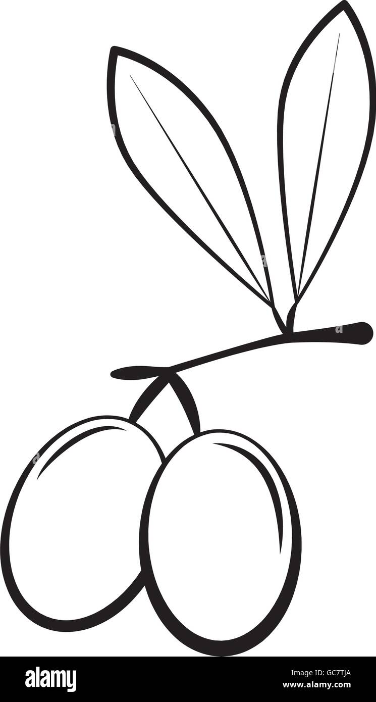 Olive fruit icon. Organic and healthy food design. Vector graph Stock ...