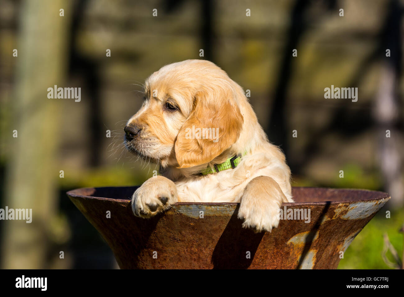 Pure breed golden retriever pups Stock Photo - Alamy