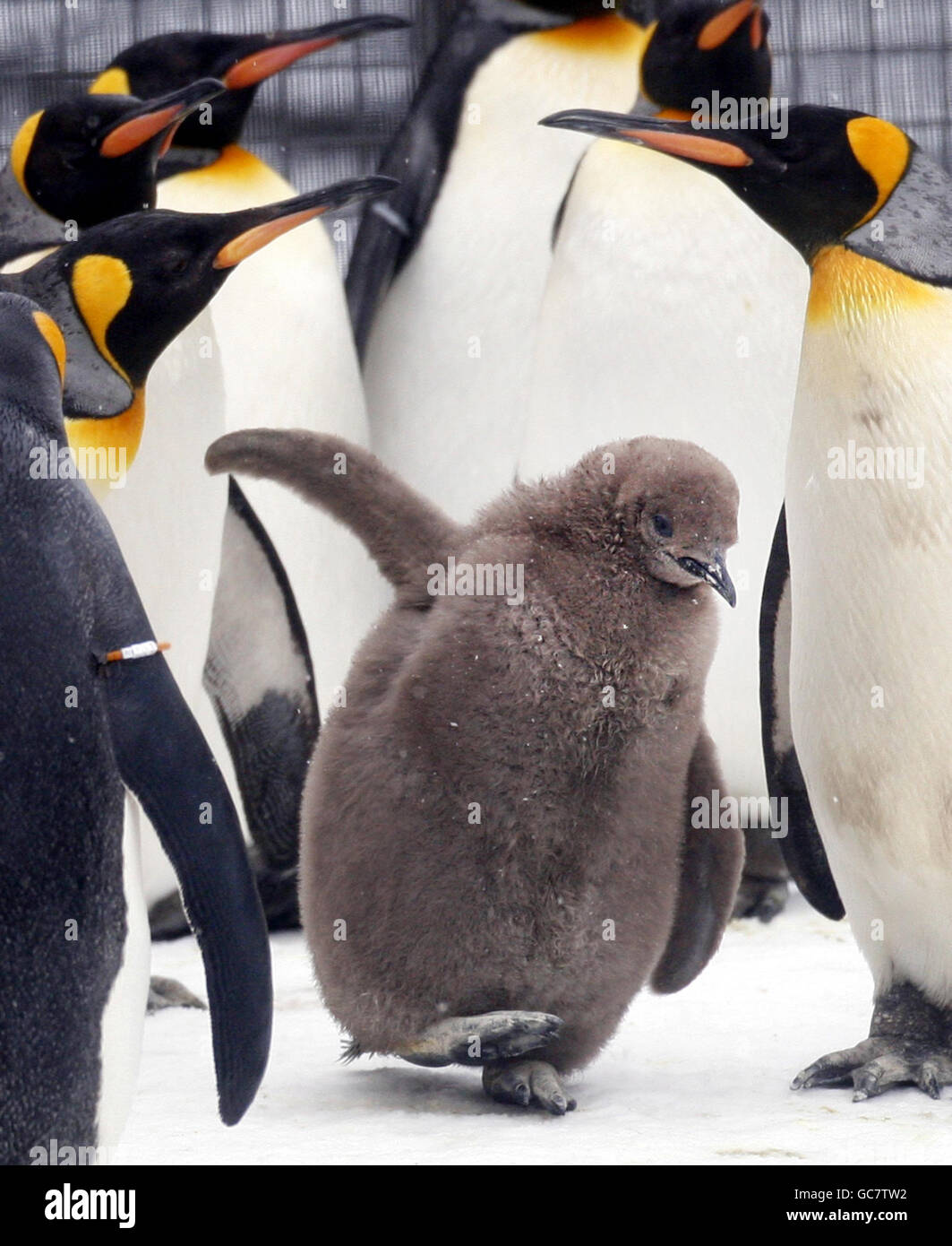 Penguins at Edinburgh Zoo Stock Photo - Alamy