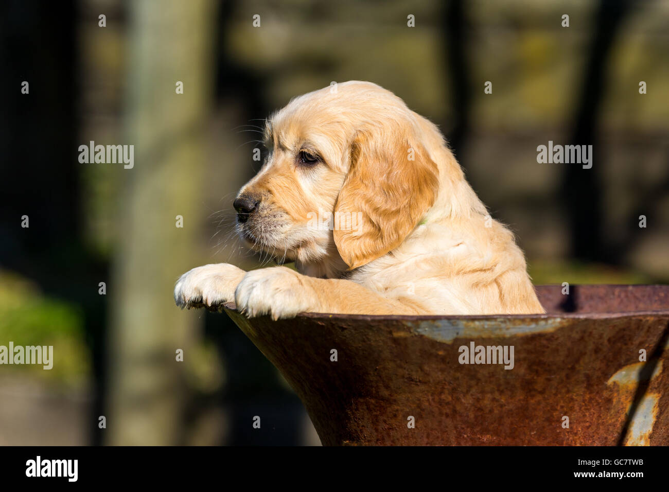 Pure breed golden retriever pups Stock Photo - Alamy