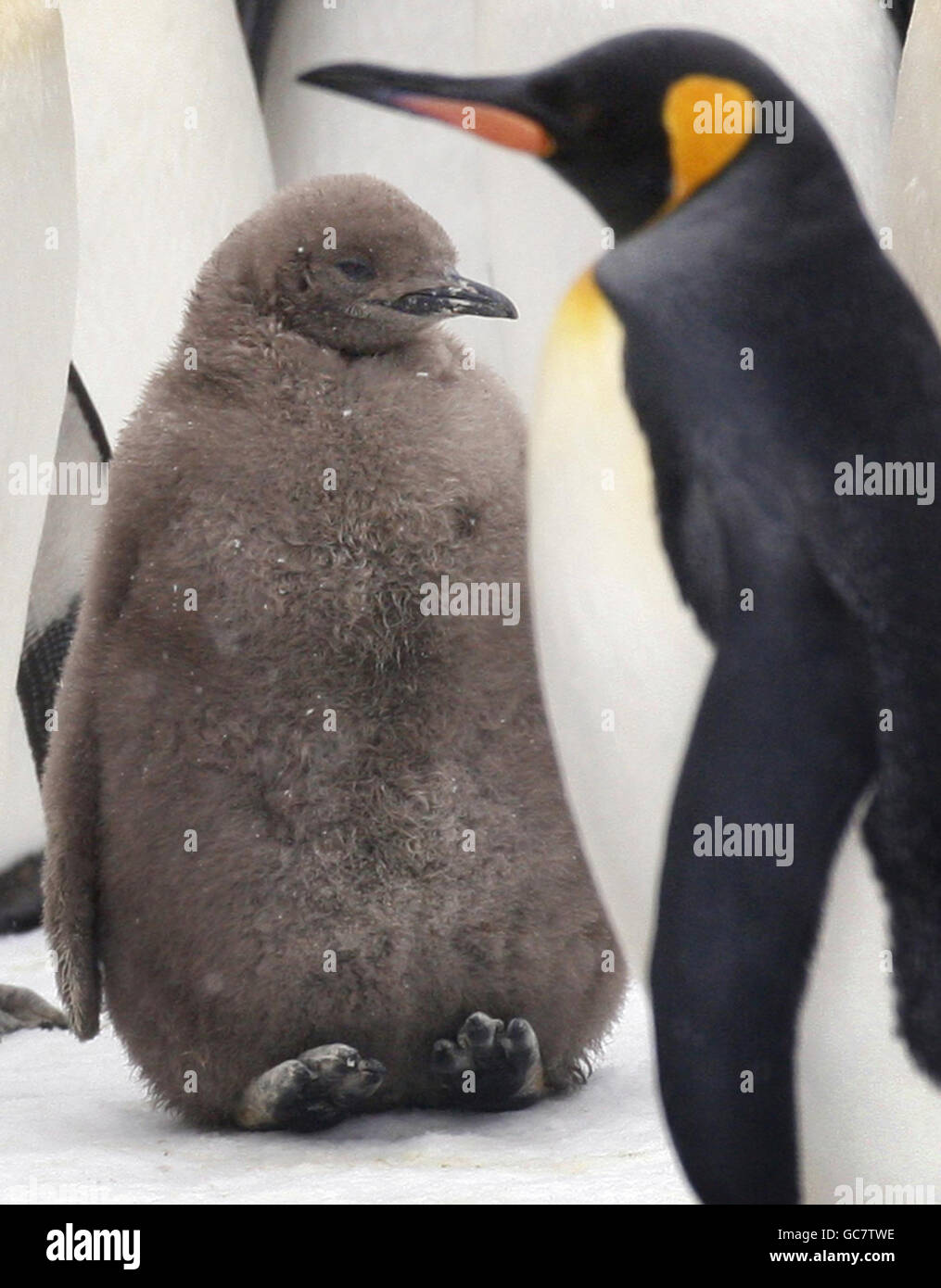Penguins at Edinburgh Zoo Stock Photo - Alamy