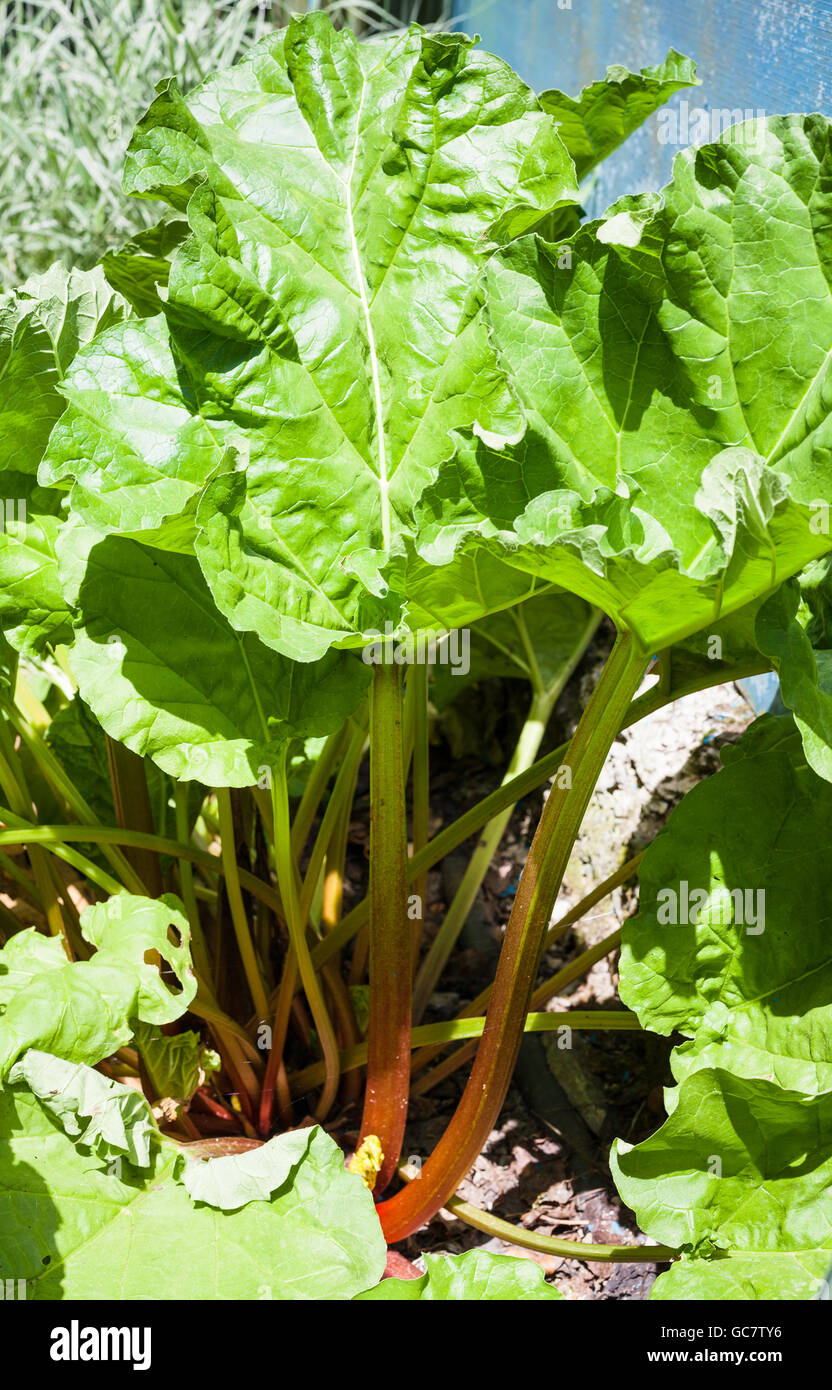 bush of Rheum plant (rhubarb, pieplant) in garden in sunny summer day ...