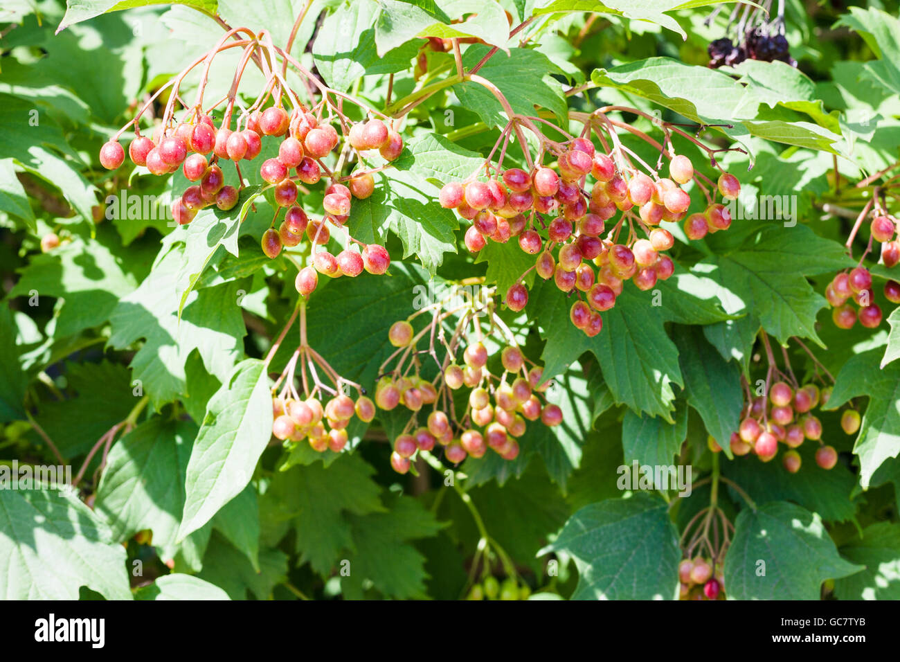shrub of Viburnum plant (Viburnum opulus, guelder rose) with fruits in ...