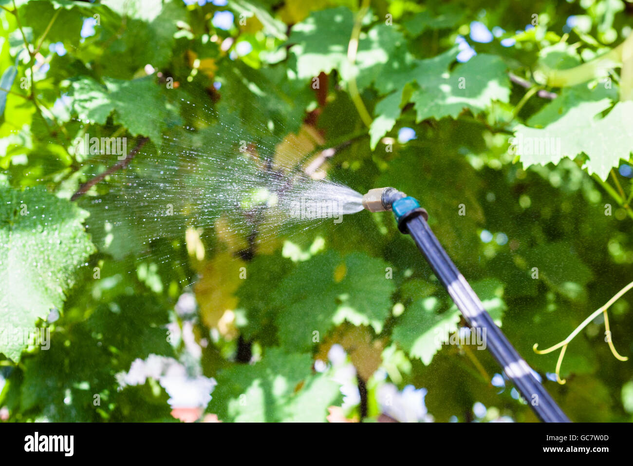 Spraying pesticide hi-res stock photography and images - Alamy