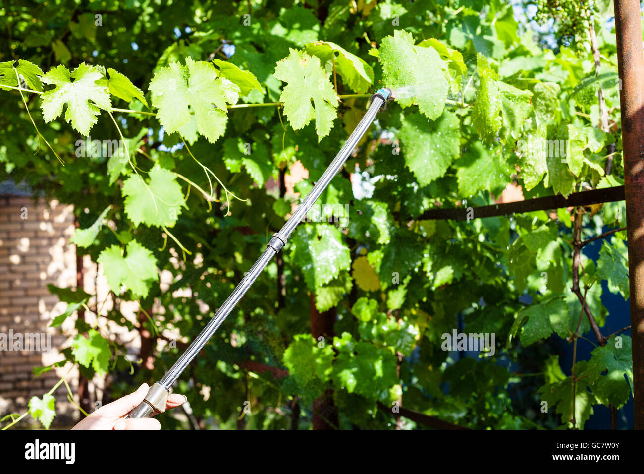 Spraying pesticide vineyard hi-res stock photography and images - Alamy