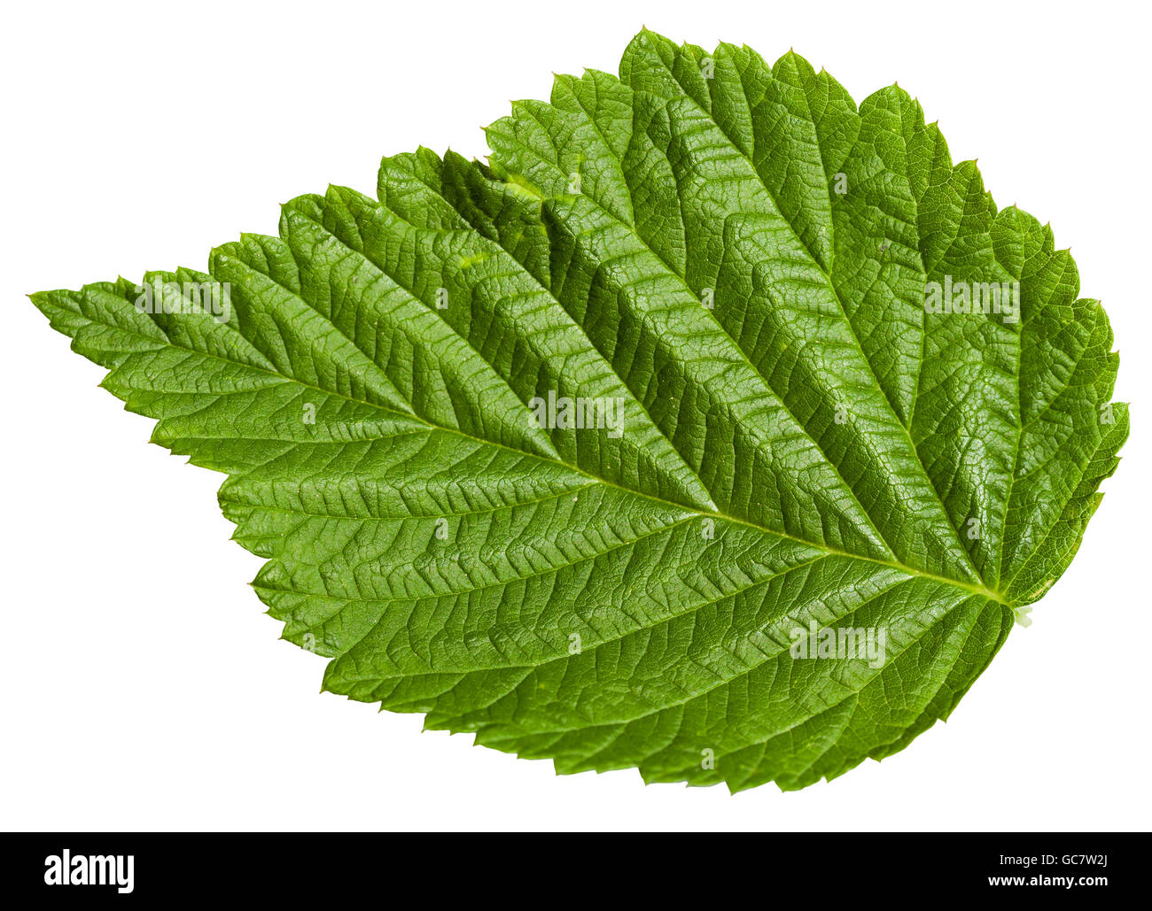 green leaf of Raspberry plant (Red Raspberry, Rubus Idaeus) isolated on ...