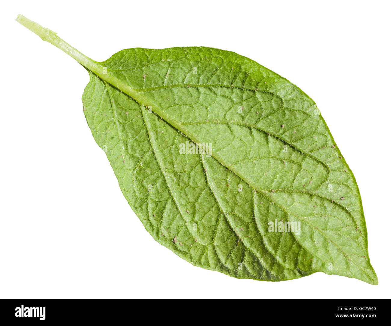 back side of green leaf of potato plant isolated on white background ...