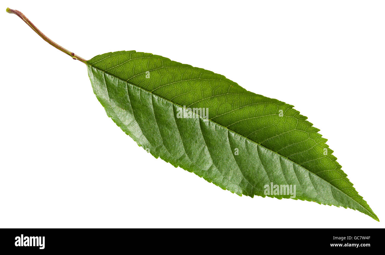 green leaf of Wild cherry tree (Prunus avium, Sweet Cherry) isolated on white background Stock ...