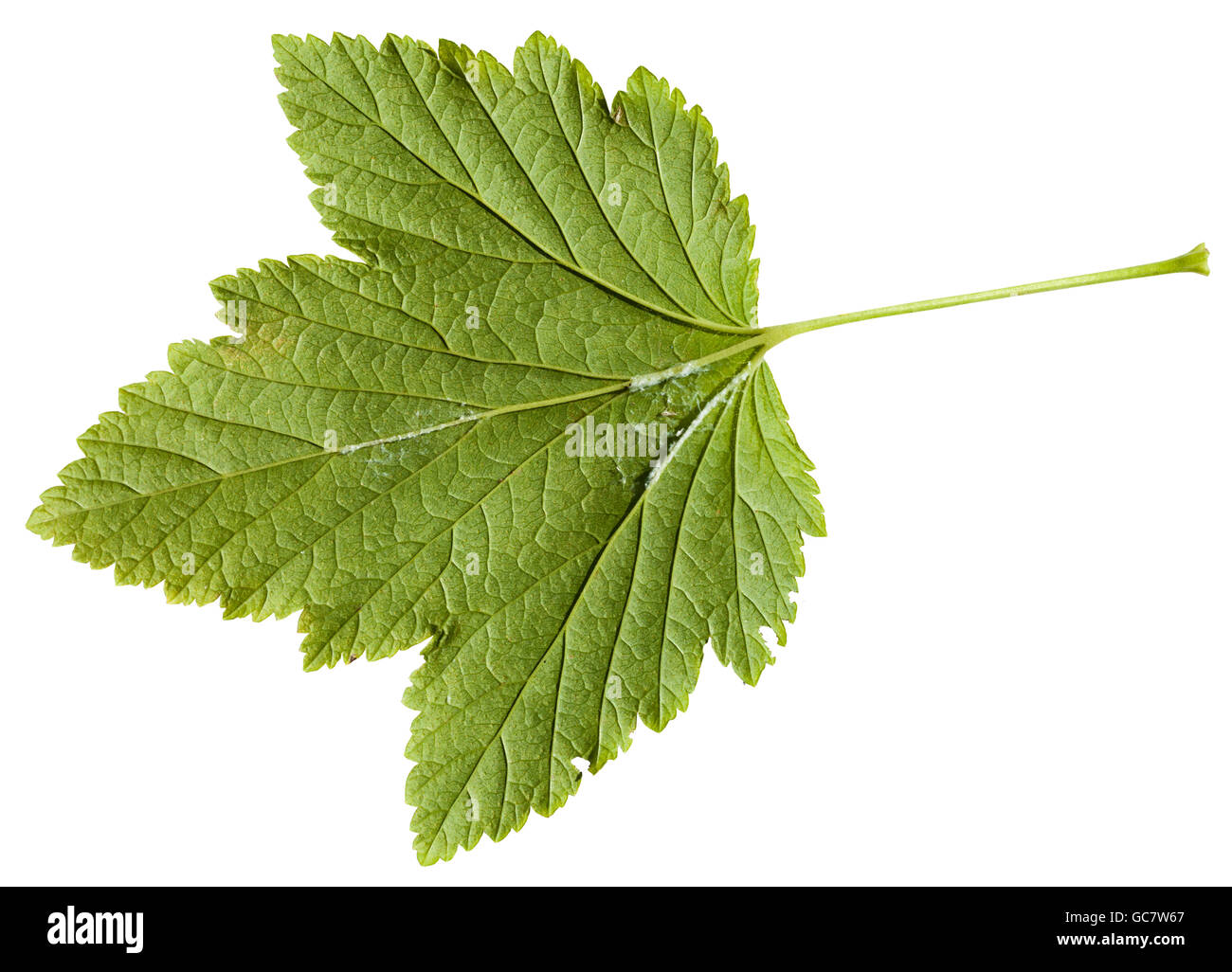 back side of green leaf of Blackcurrant plant (Ribes nigrum) isolated ...