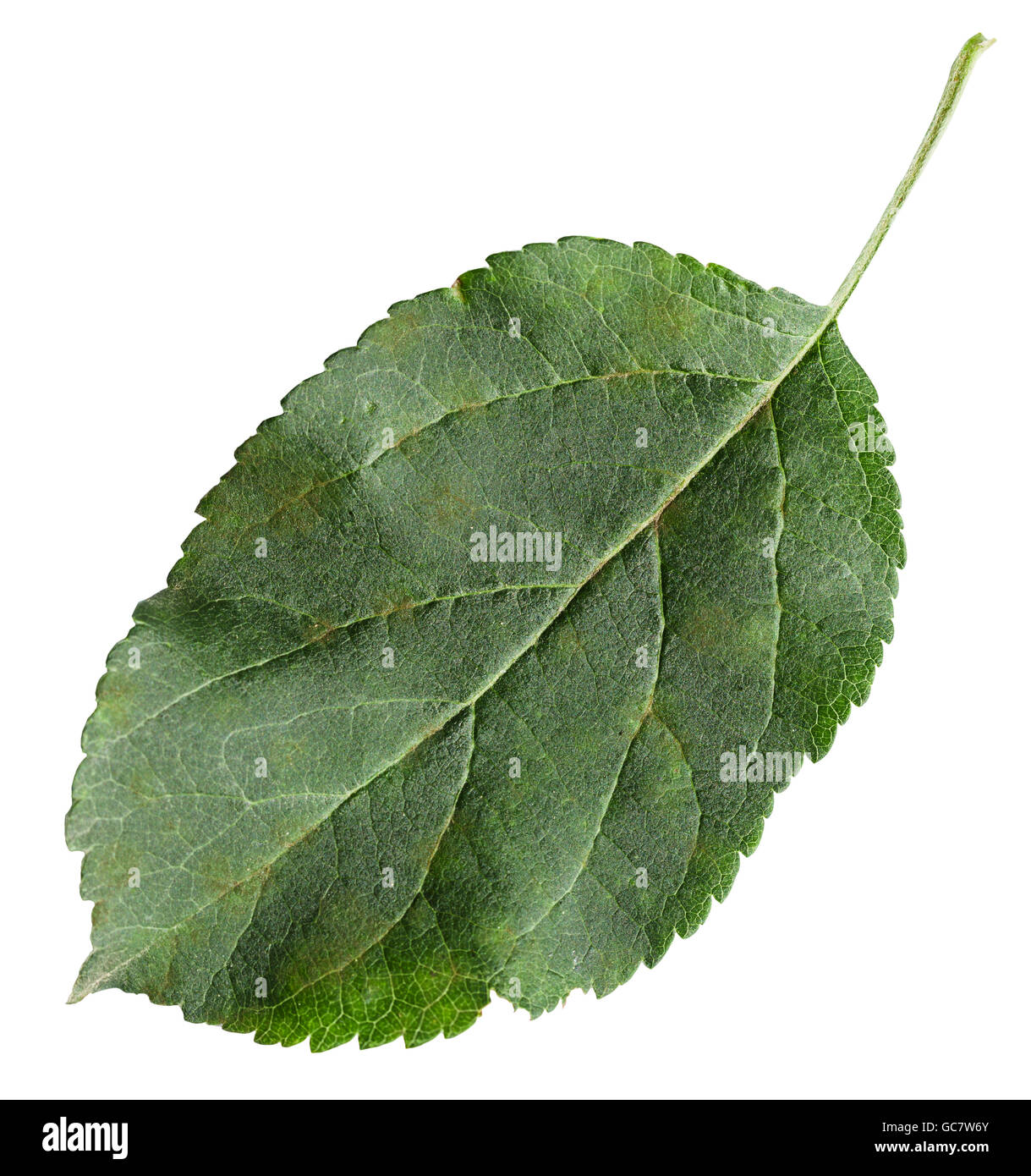 fresh leaf of Apple tree (Malus domestica) isolated on white background ...