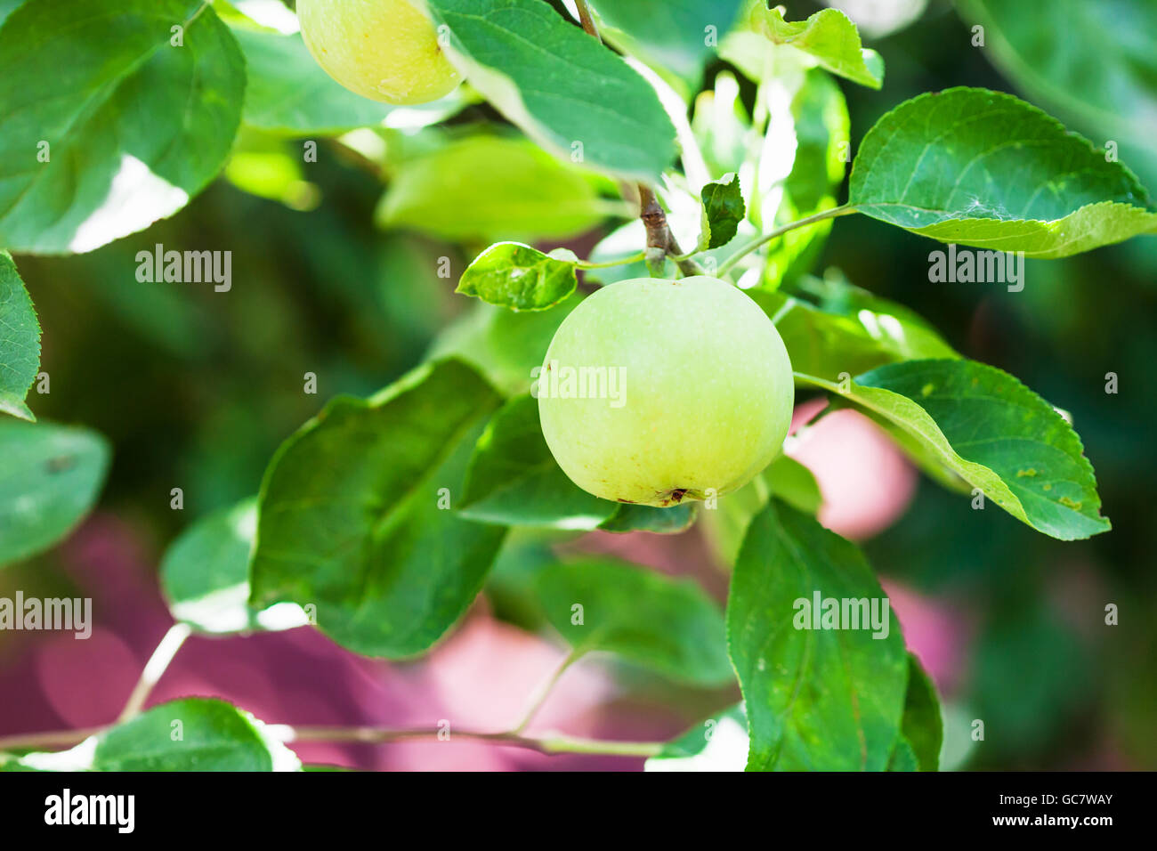 green apple on tree in garden in summer day Stock Photo - Alamy
