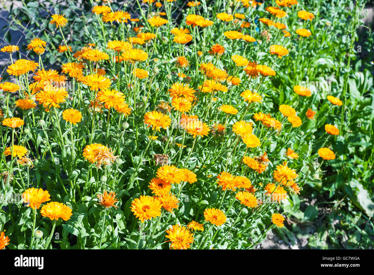 Bed of yellow ornamental daisy flower hi-res stock photography and ...