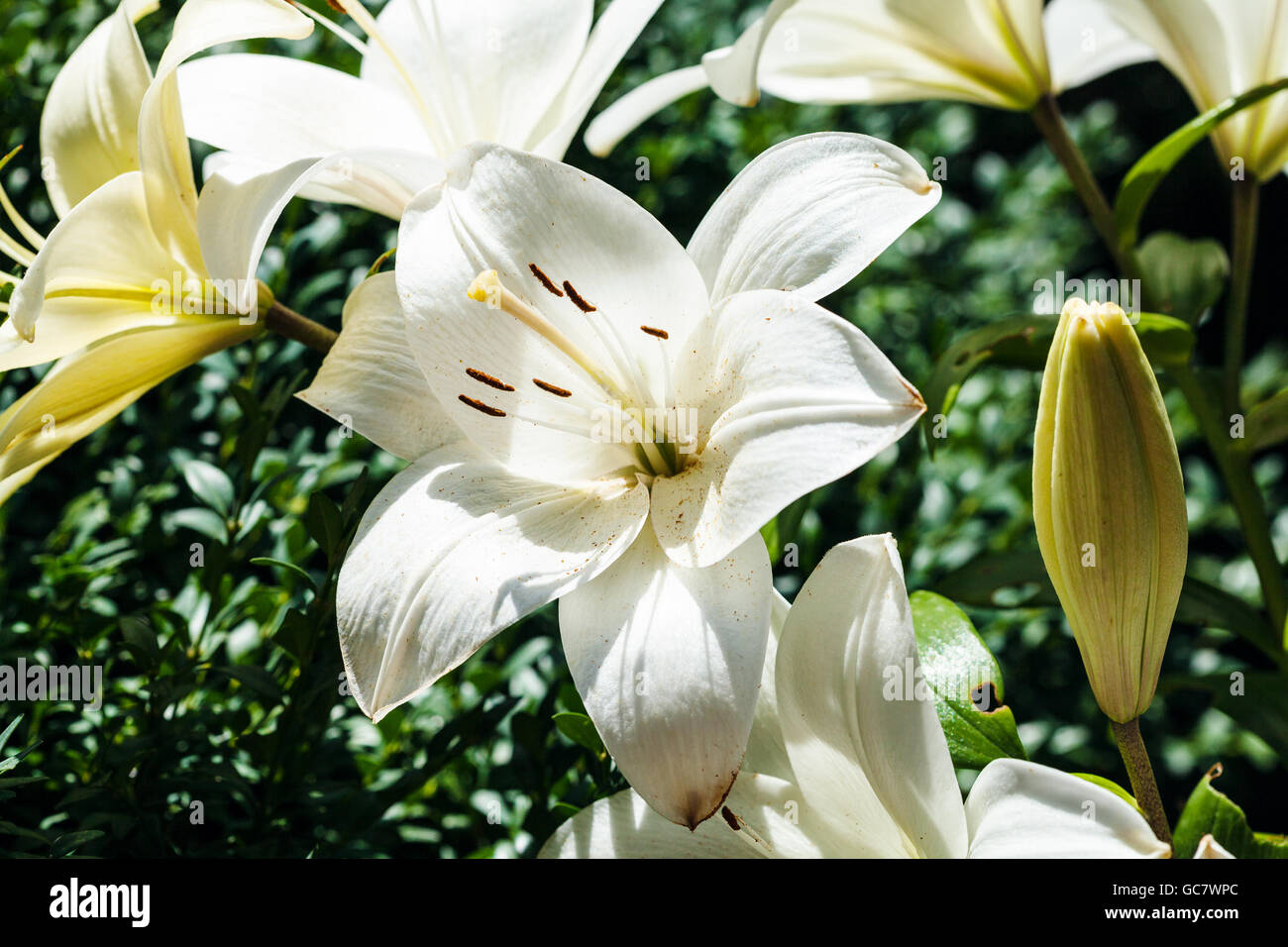 white flowers of Lilium candidum (Madonna Lily) close up in green garden in sunmer day Stock ...
