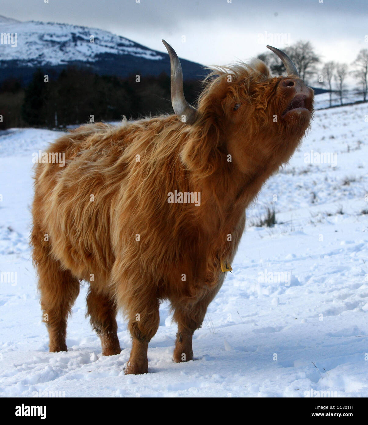 A highland cow at feeding time in Craigannet Farm on the snow covered ...