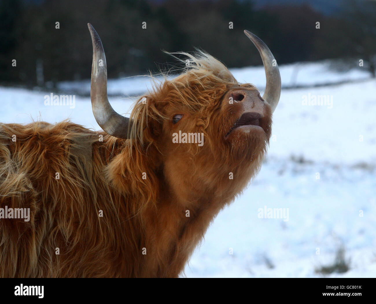 Winter weather - Scotland Stock Photo - Alamy