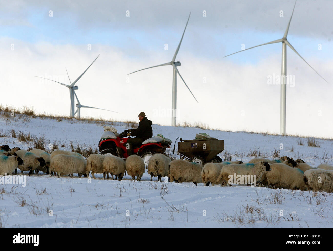 Farmer Peter Laidlaw from Craigannet Farm feeds his sheep on the snow ...