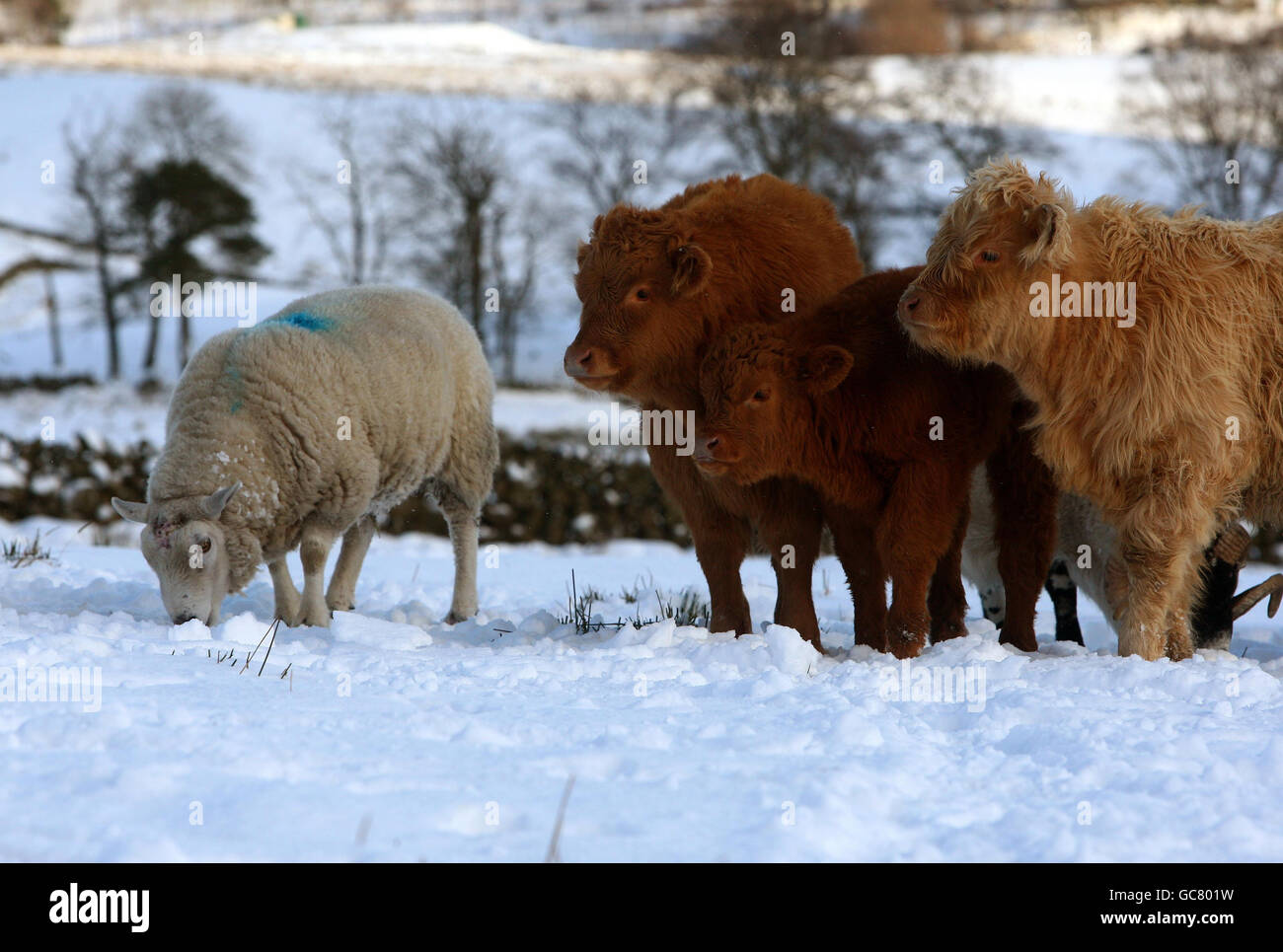 Winter weather - Scotland Stock Photo - Alamy