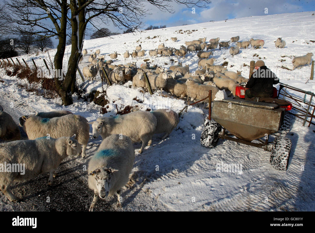 Farmer Peter Laidlaw from Craigannet Farm feeds his sheep on the snow ...