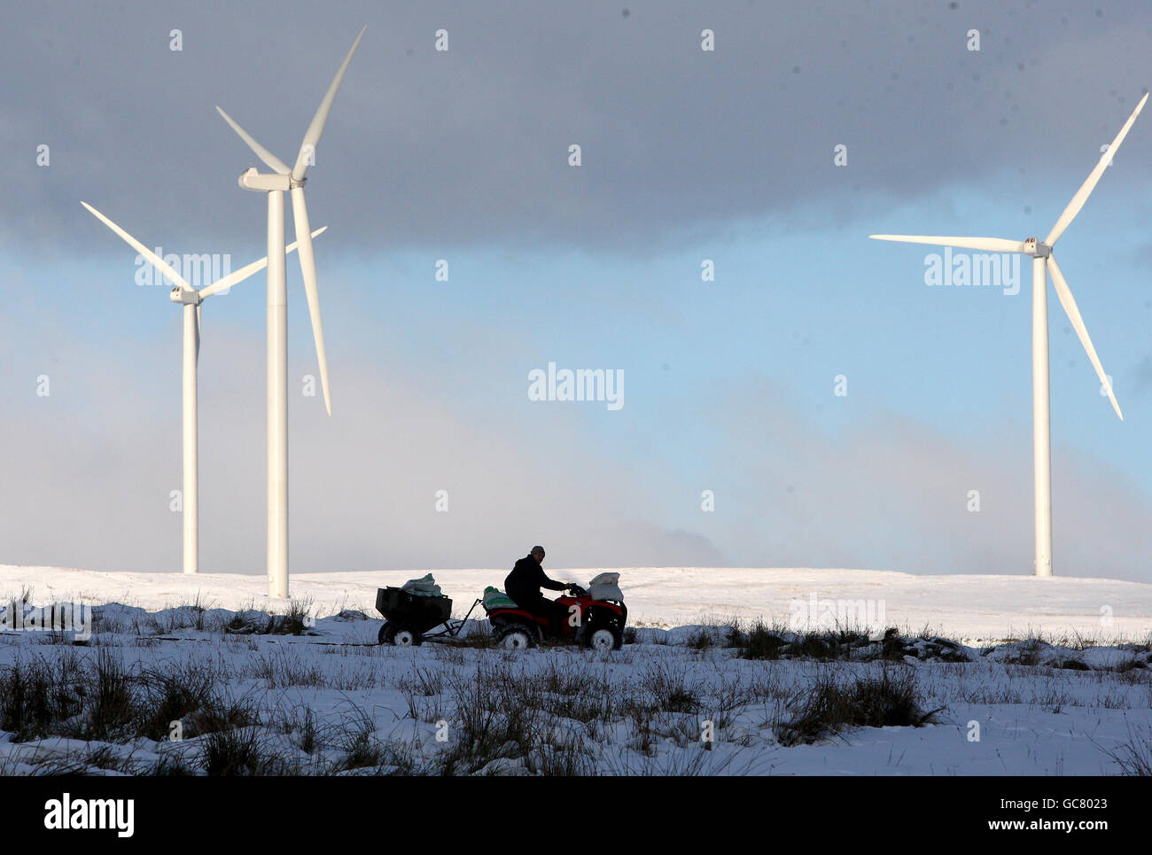 Farmer Peter Laidlaw from Craigannet Farm feeds his sheep on the snow ...