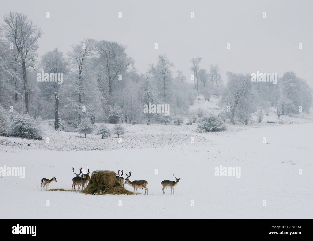 Knole park deer hi-res stock photography and images - Alamy