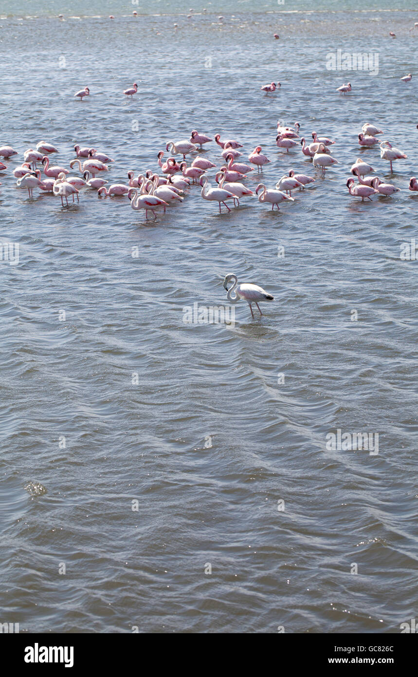 Flock of Flamingos in Walvis Bay Lagoon in Namibia Stock Photo - Alamy
