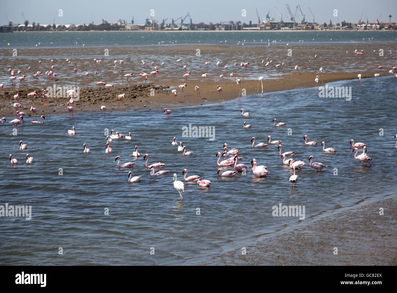 Flock of Flamingos in Walvis Bay Lagoon in Namibia Stock Photo - Alamy