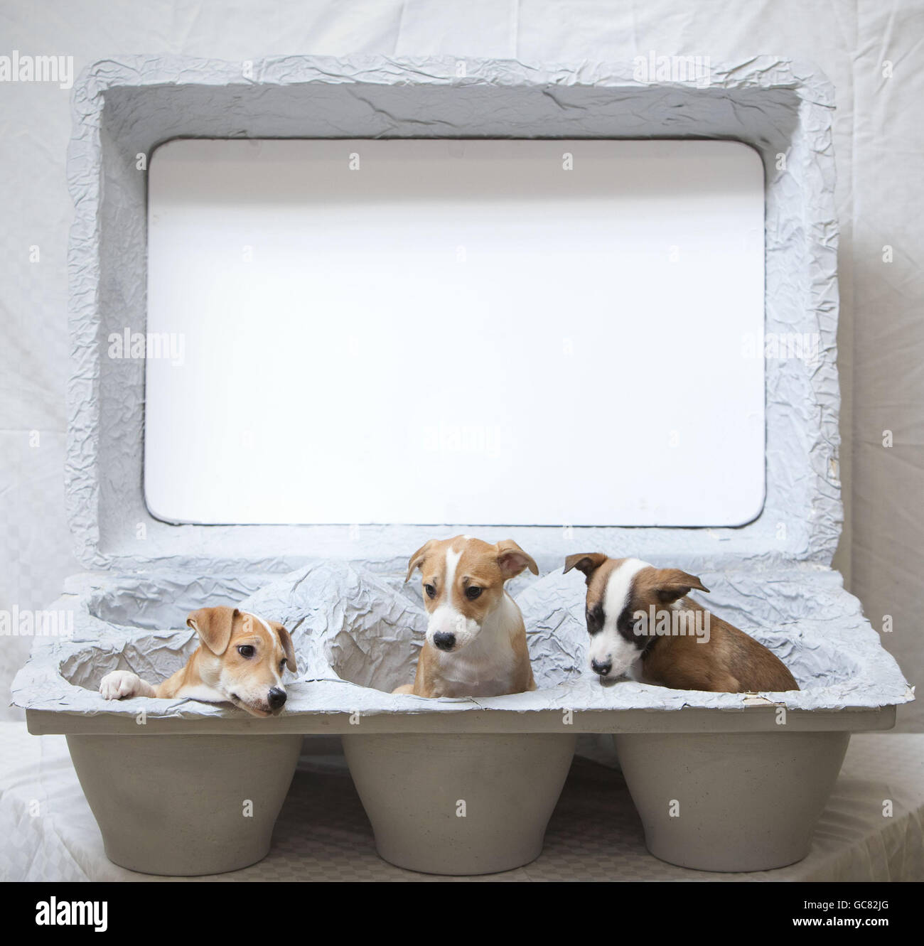 Animal welfare campaigns hi-res stock photography and images - Alamy
