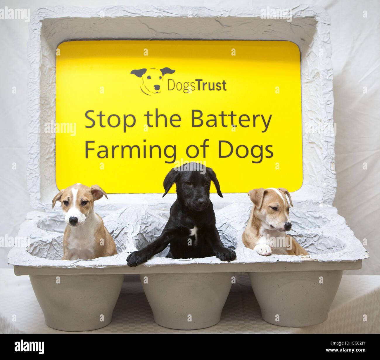 Dogs trust logo hi-res stock photography and images - Alamy