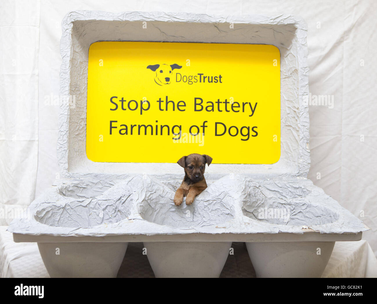 Dogs Trust puppy farming campaign Stock Photo - Alamy