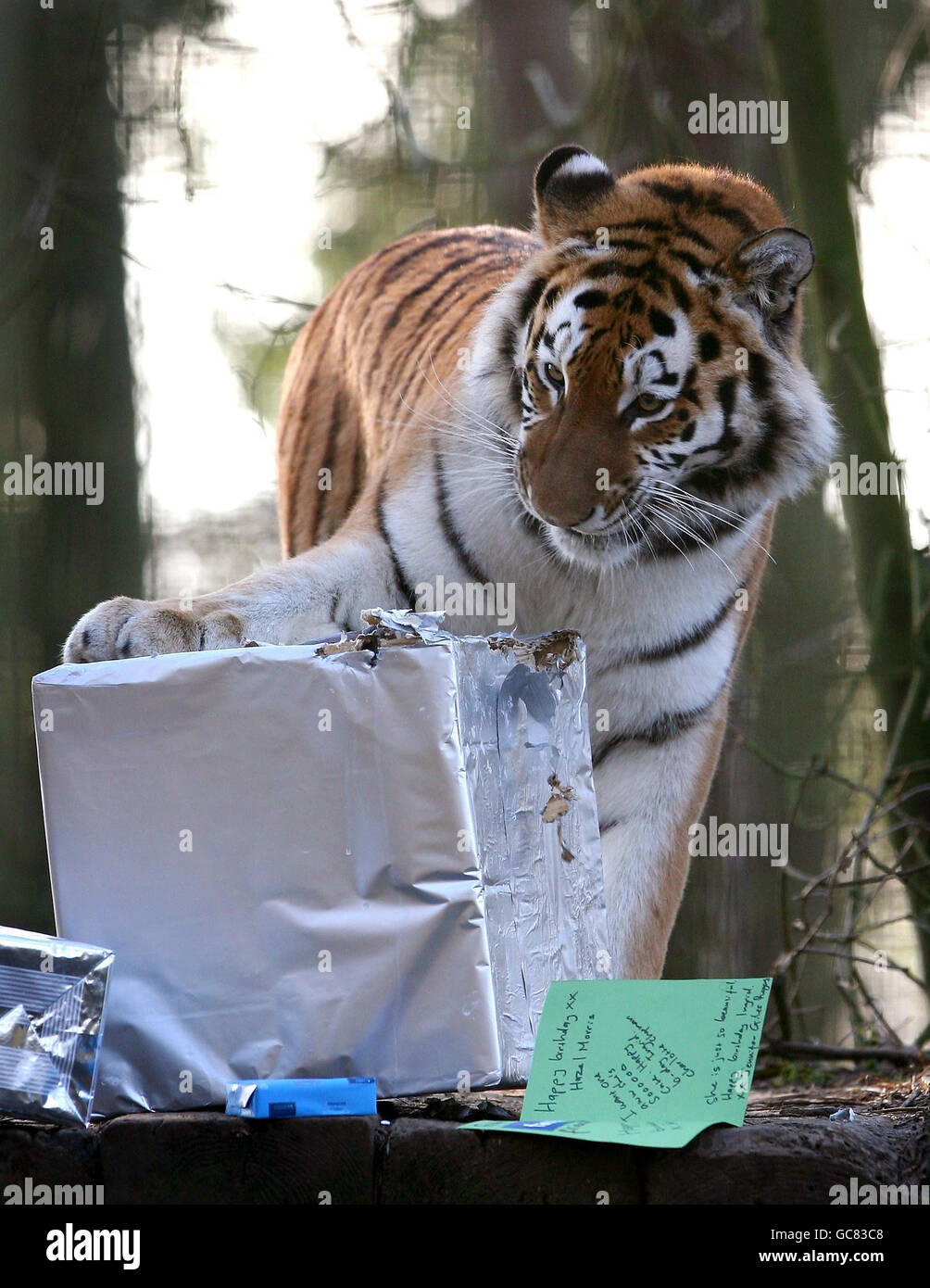 Ingrid, a Siberian Tiger at Port Lympne Wild Animal Park in Kent, opens ...