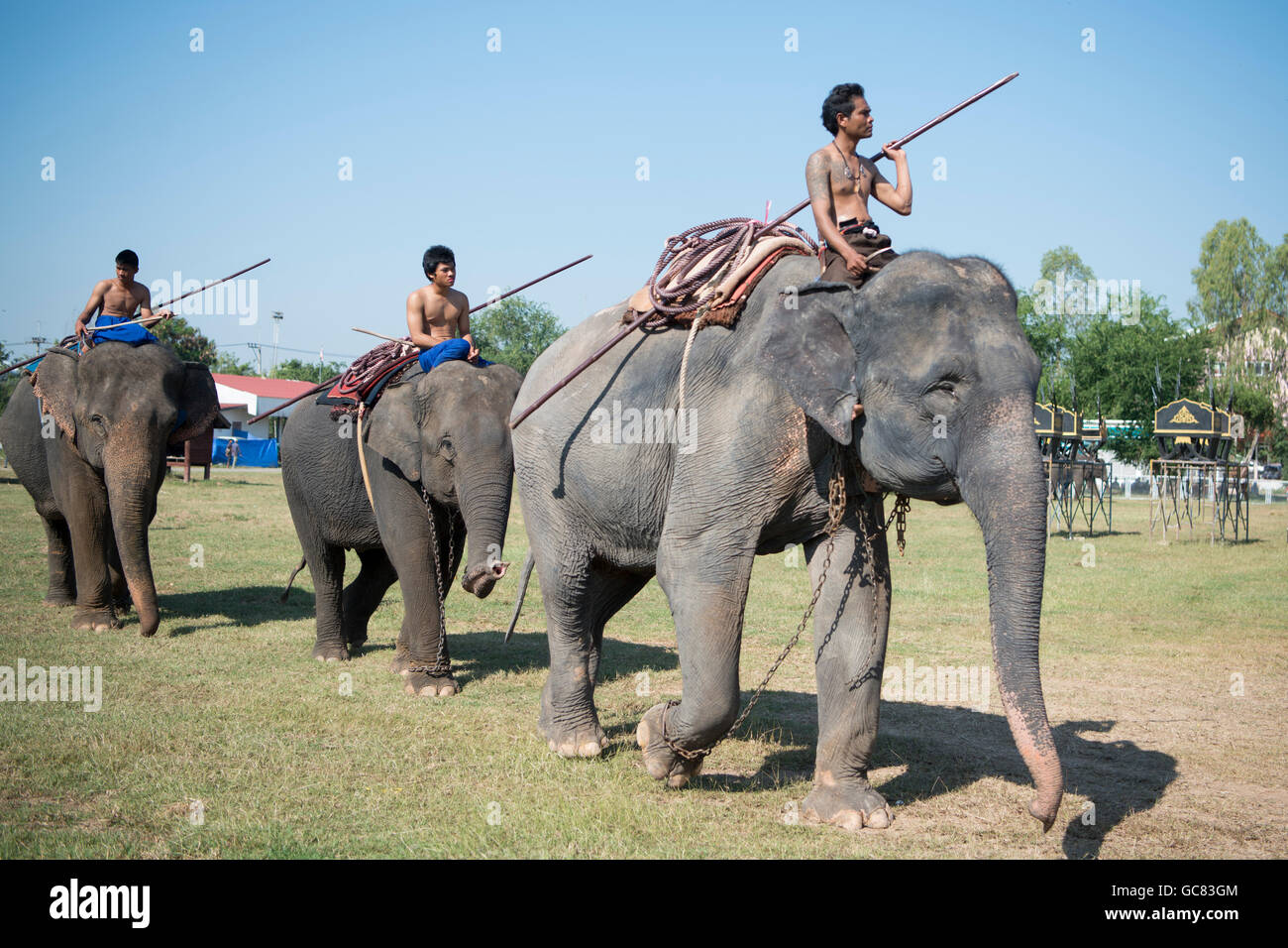 the big Elephant show in the Stadium at the Elephant Round-up Festival ...