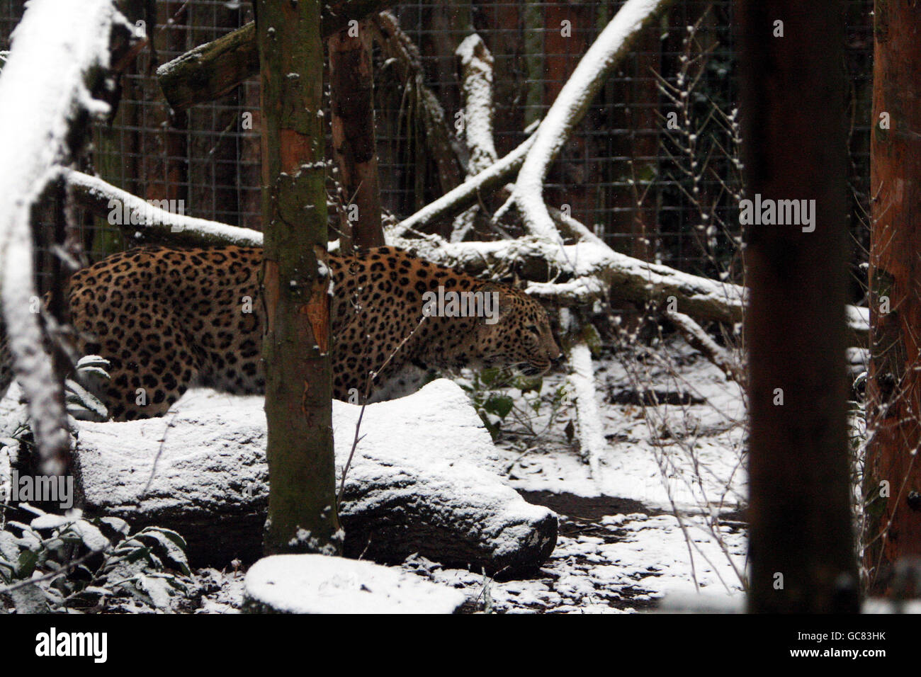 A Leopard walks through the snow at Chessington World of Adventures and ...