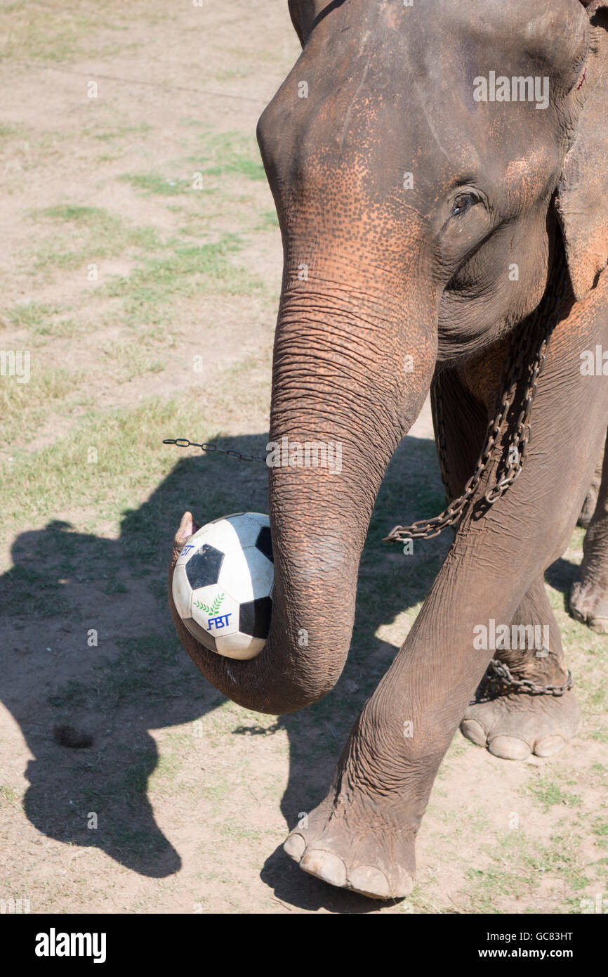 a elephant soccer game at the big Elephant show in the Stadium at the ...
