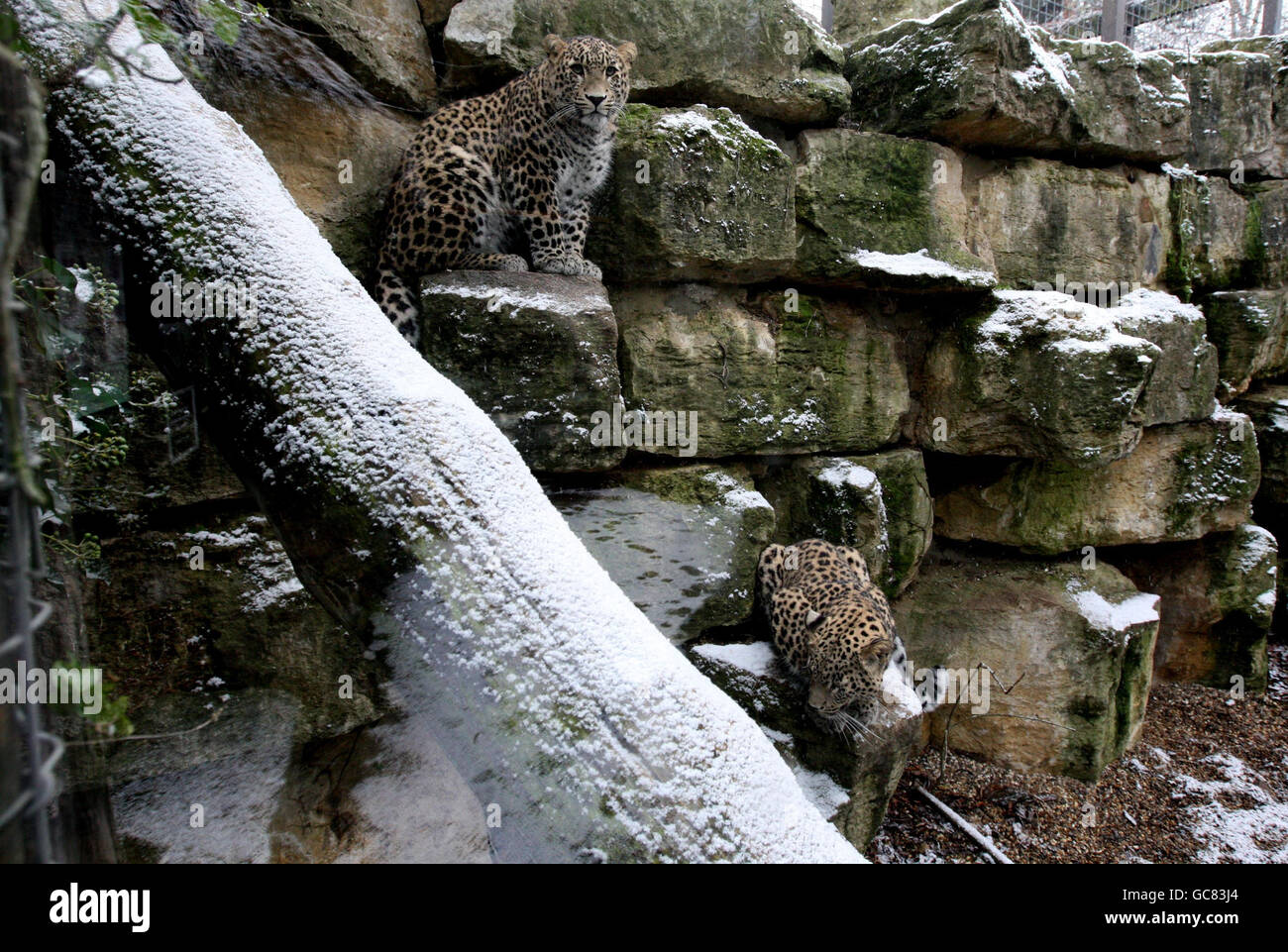 Two Leopards sits in the snow at Chessington World of Adventures and ...