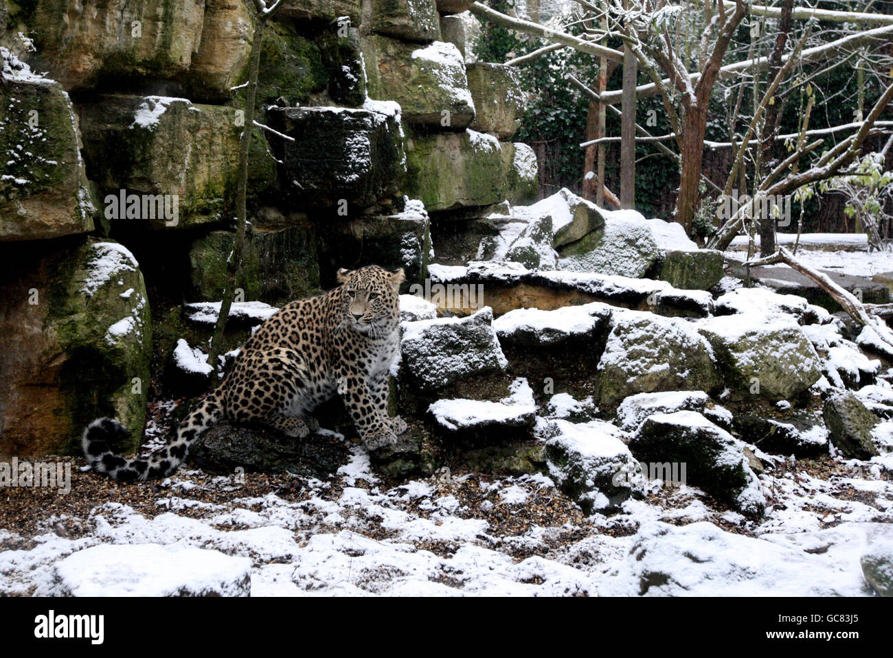 A Leopard sits in the snow at Chessington World of Adventures and Zoo ...