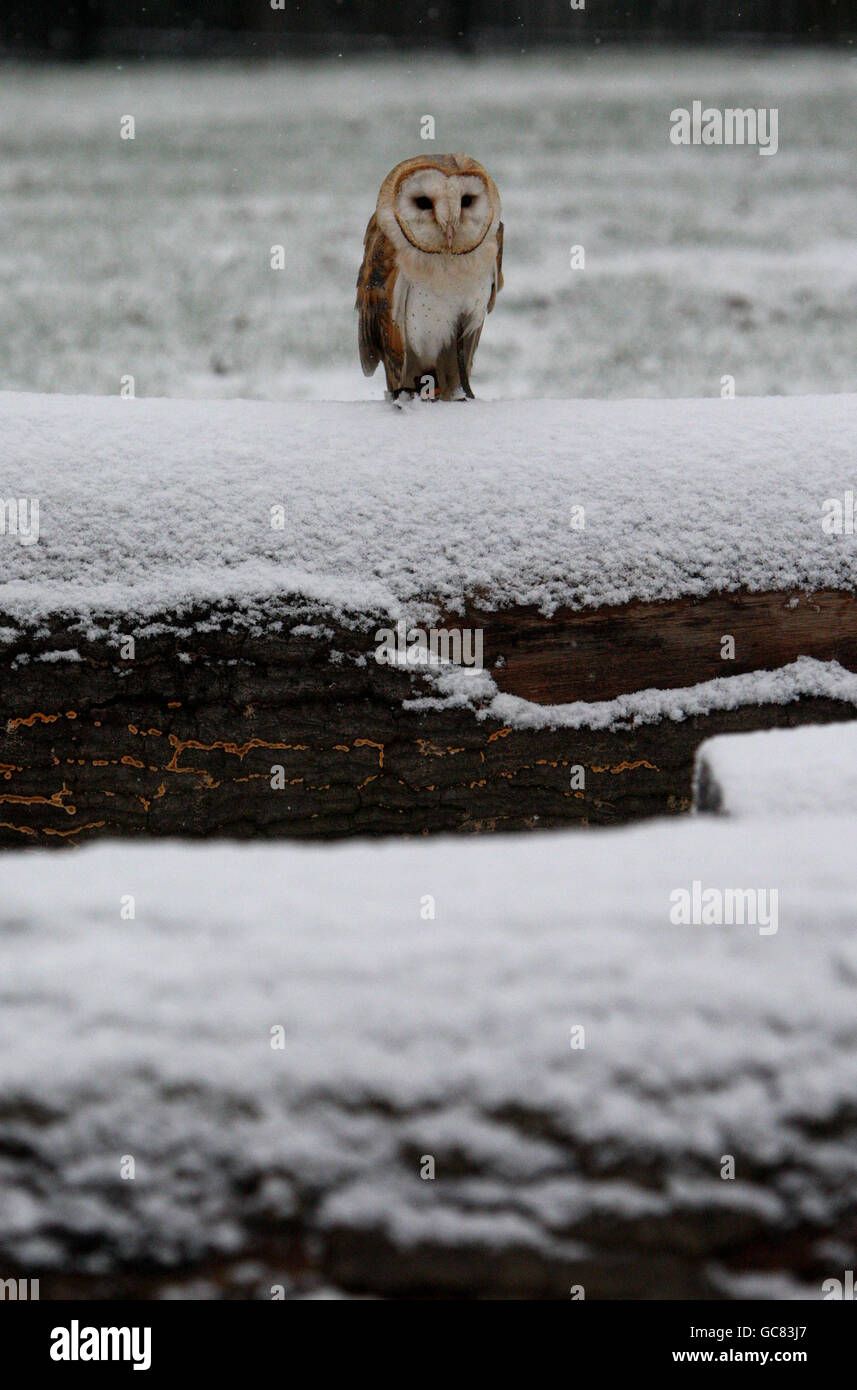 A barn owl sits in the snow at Chessington World of Adventures and Zoo ...