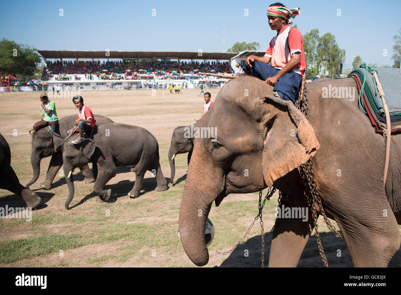 the big Elephant show in the Stadium at the Elephant Round-up Festival ...