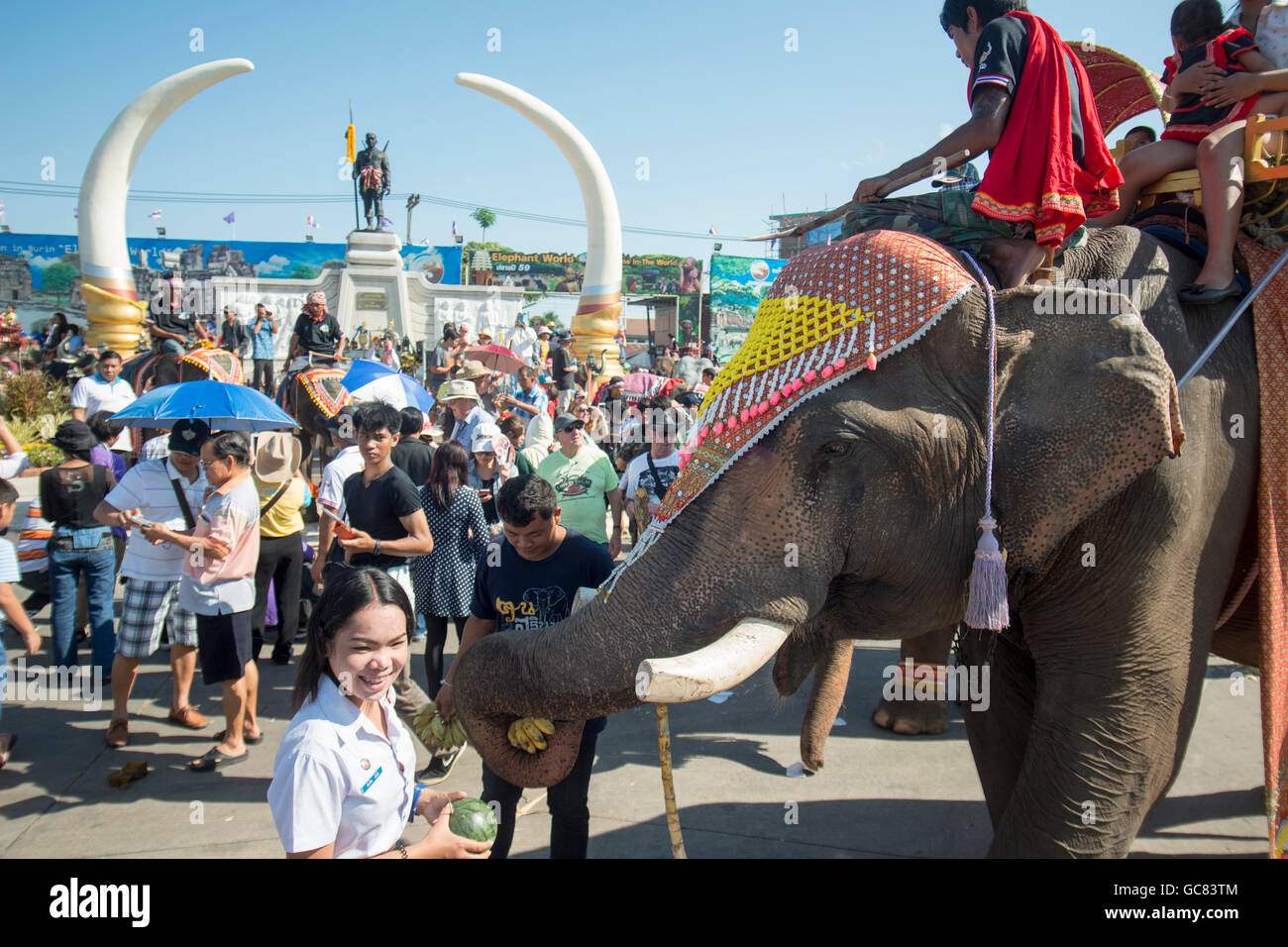 Elephant square hi-res stock photography and images - Alamy