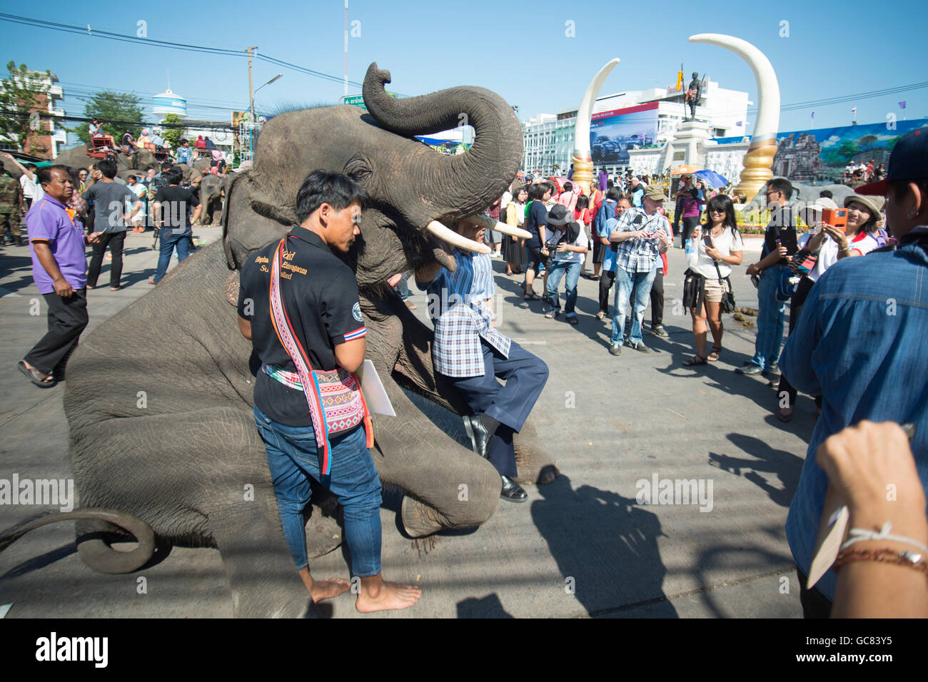 Elephant square hi-res stock photography and images - Alamy