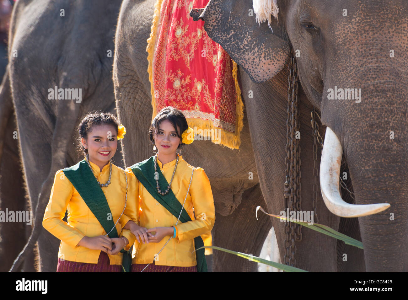 the big Elephant show in the Stadium at the Elephant Round-up Festival ...