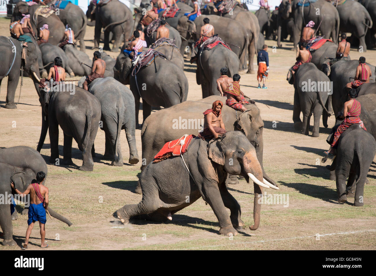 the big Elephant show in the Stadium at the Elephant Round-up Festival ...