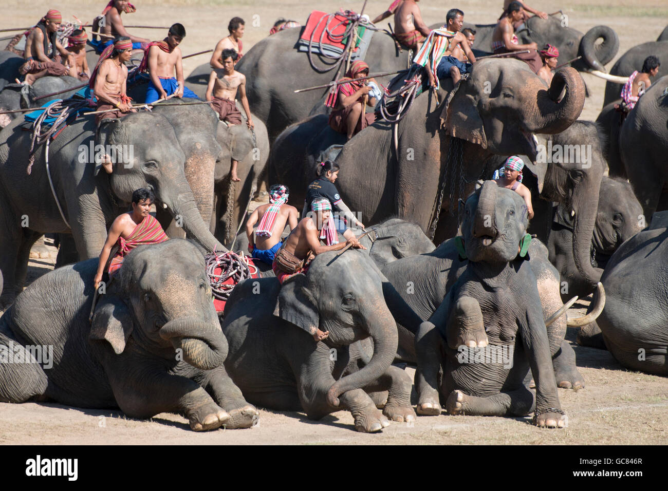 the big Elephant show in the Stadium at the Elephant Round-up Festival ...