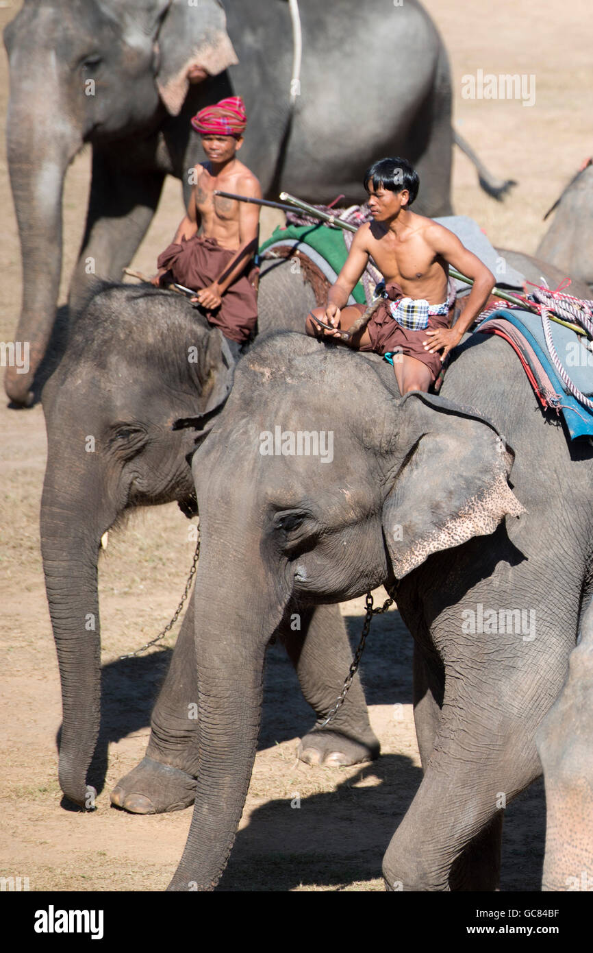 the big Elephant show in the Stadium at the Elephant Round-up Festival ...