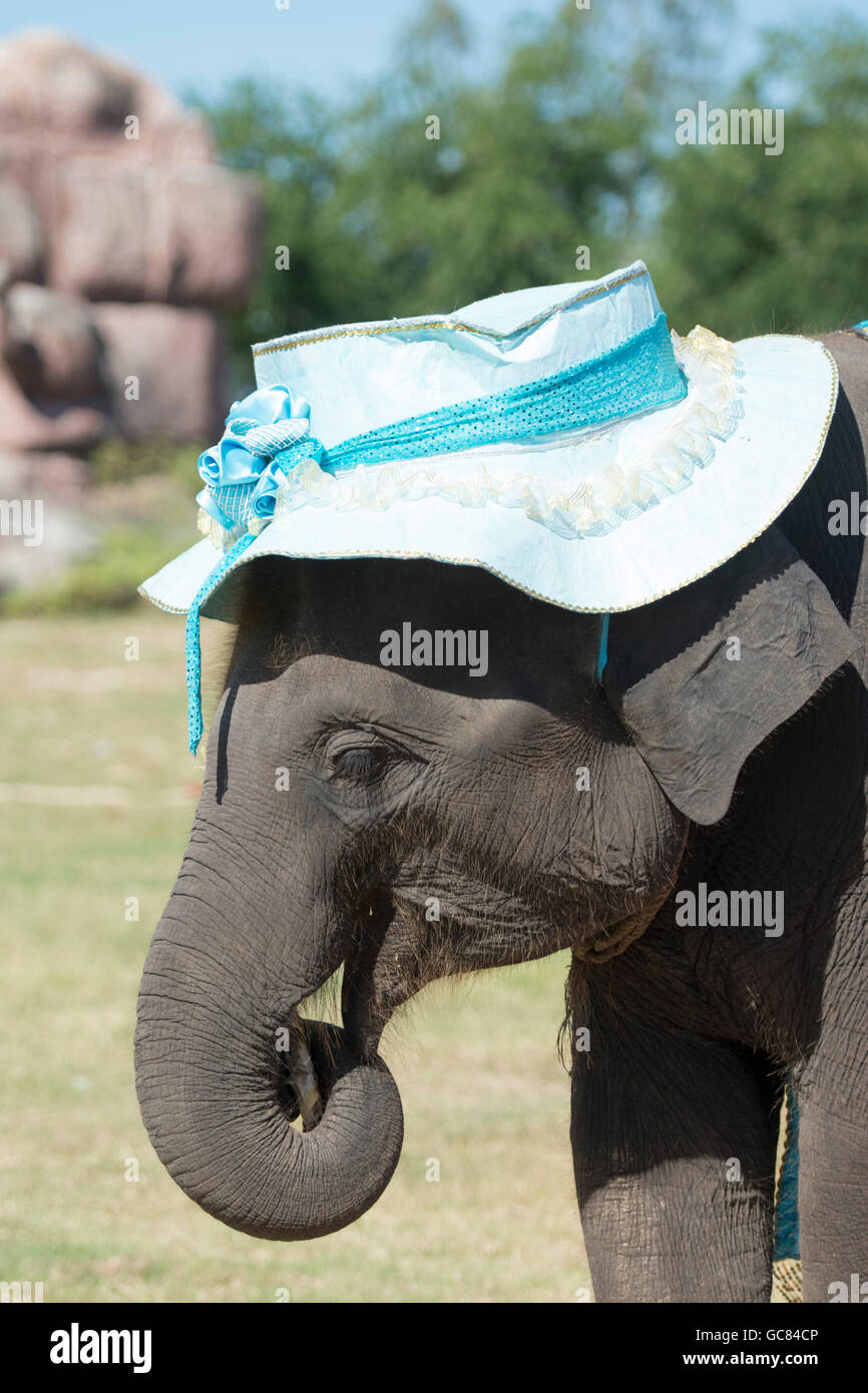 the big Elephant show in the Stadium at the Elephant Round-up Festival ...