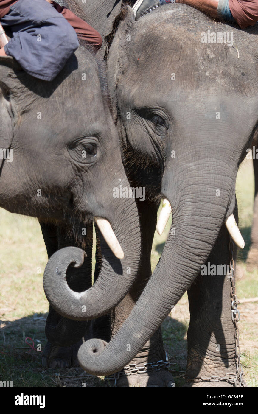 the big Elephant show in the Stadium at the Elephant Round-up Festival ...