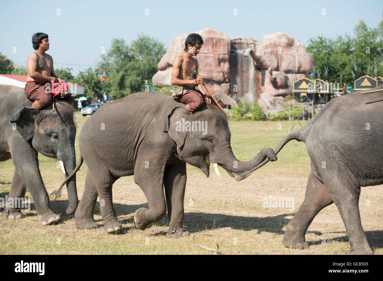the big Elephant show in the Stadium at the Elephant Round-up Festival ...