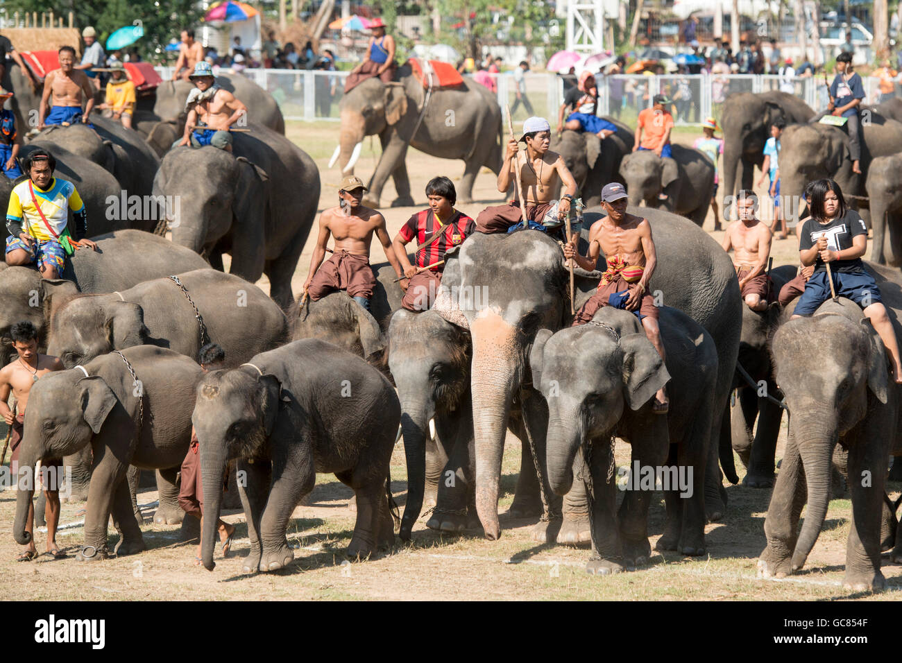 the big Elephant show in the Stadium at the Elephant Round-up Festival ...