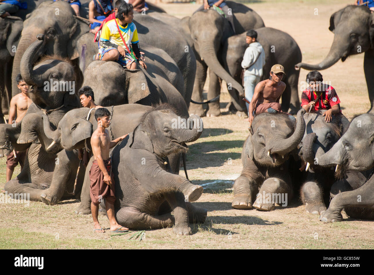 the big Elephant show in the Stadium at the Elephant Round-up Festival ...