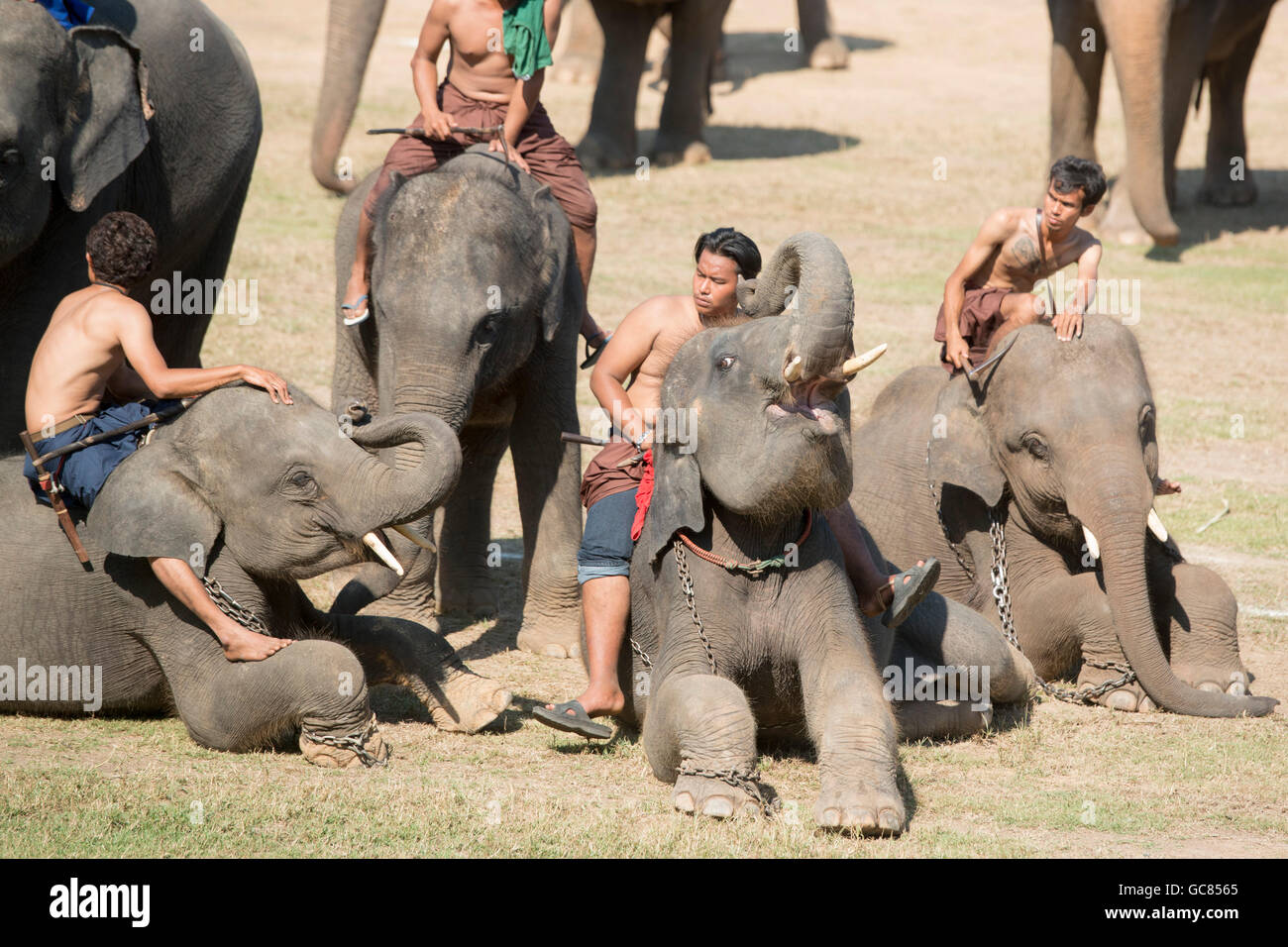 the big Elephant show in the Stadium at the Elephant Round-up Festival ...