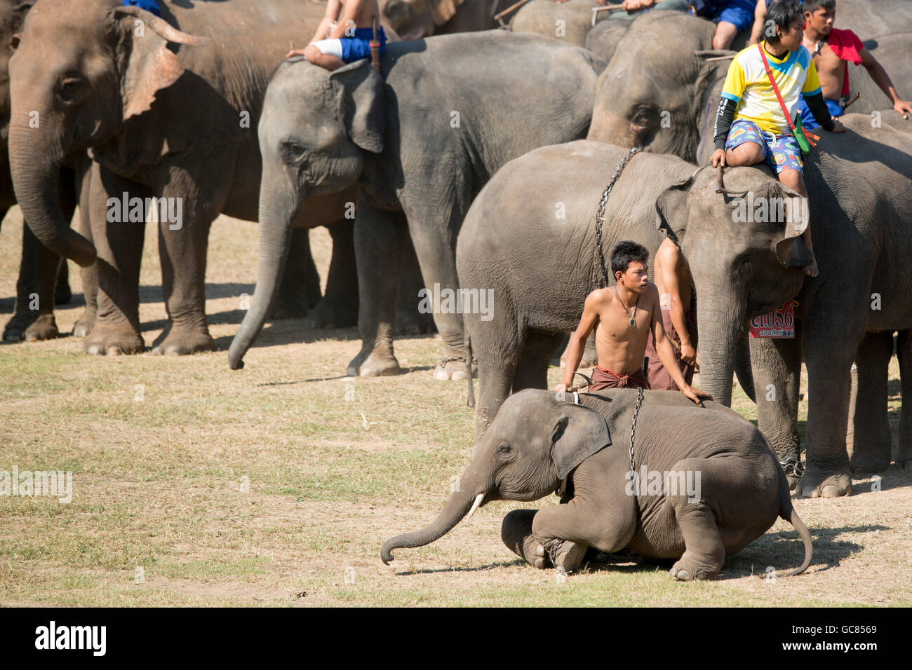 the big Elephant show in the Stadium at the Elephant Round-up Festival ...
